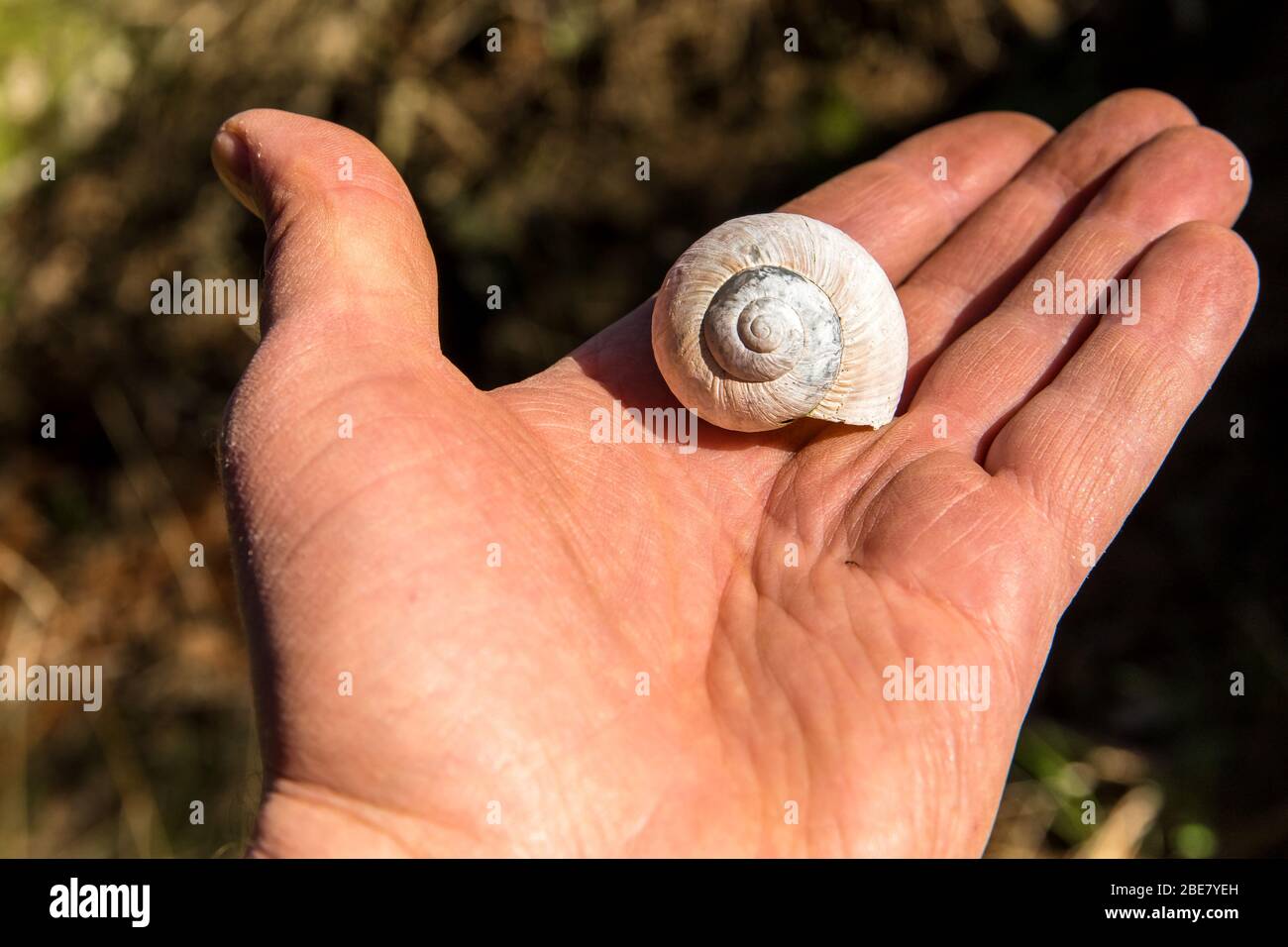 Male palm with empty snail shell. Home symbol. Breeding snails. Conch ...
