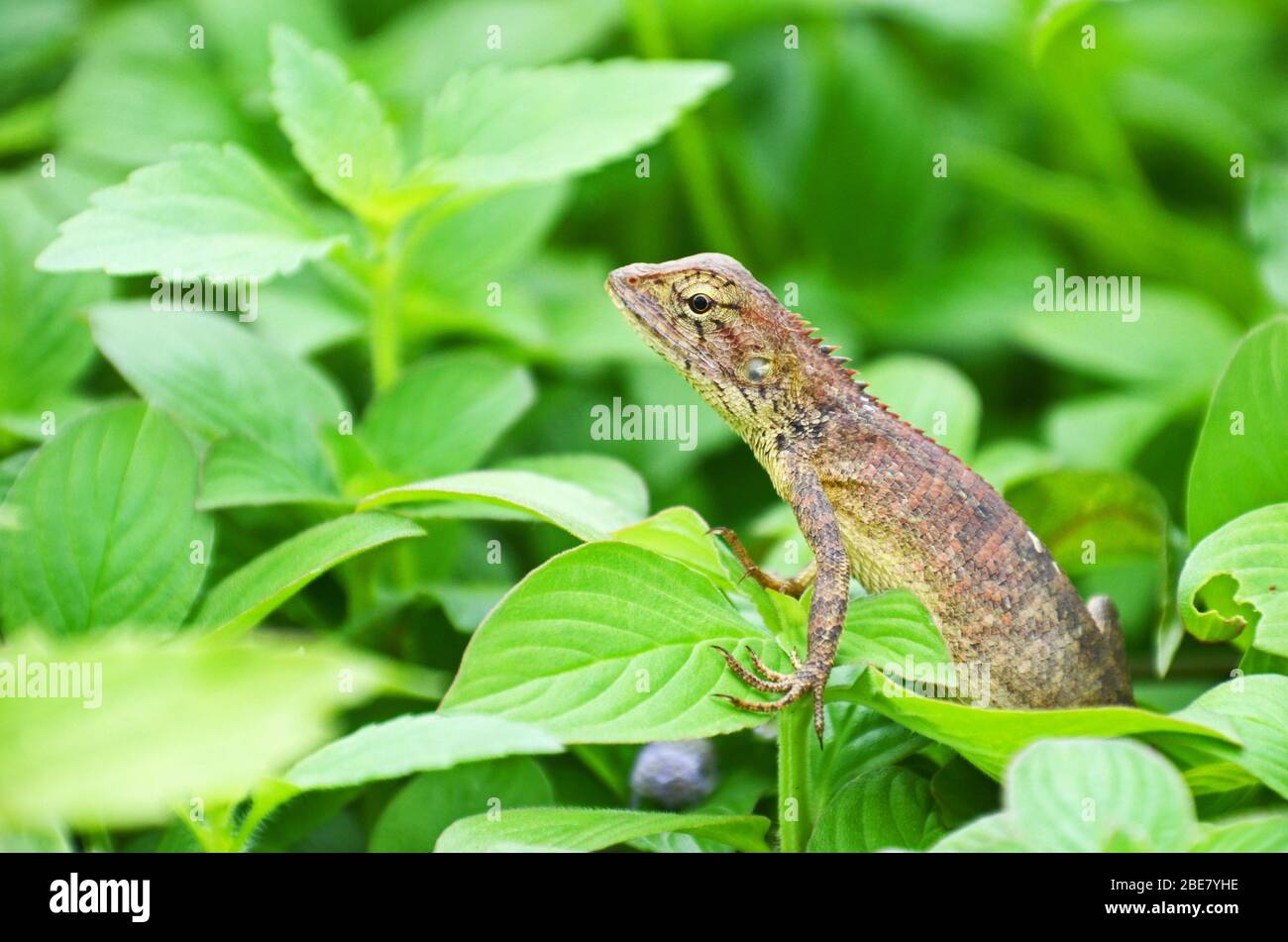 Oriental garden lizard (Calotes versicolor) on a small plant at Chi ...