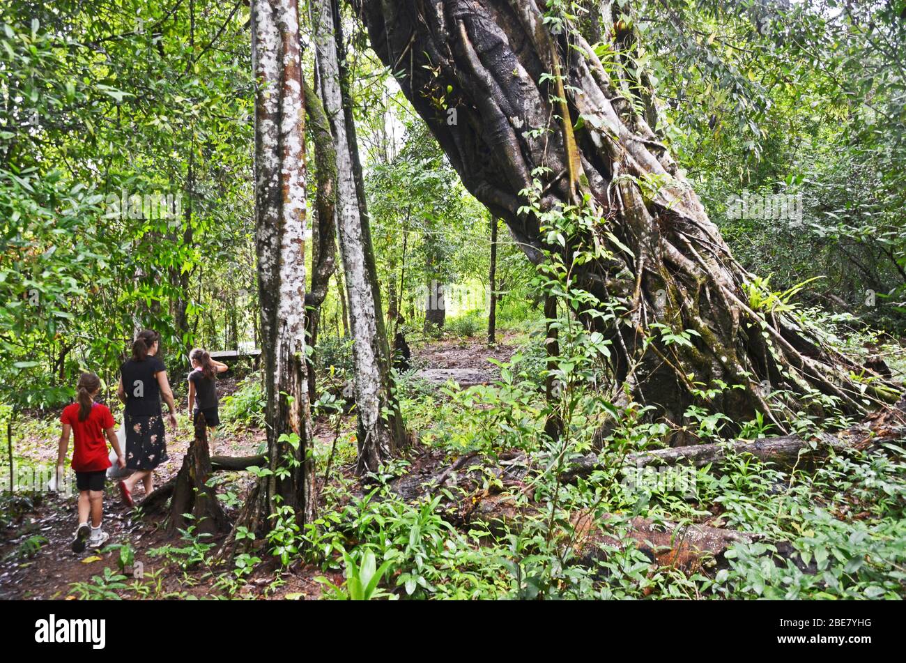 A family of tourists walks through a patch of remnant rainforest near ...