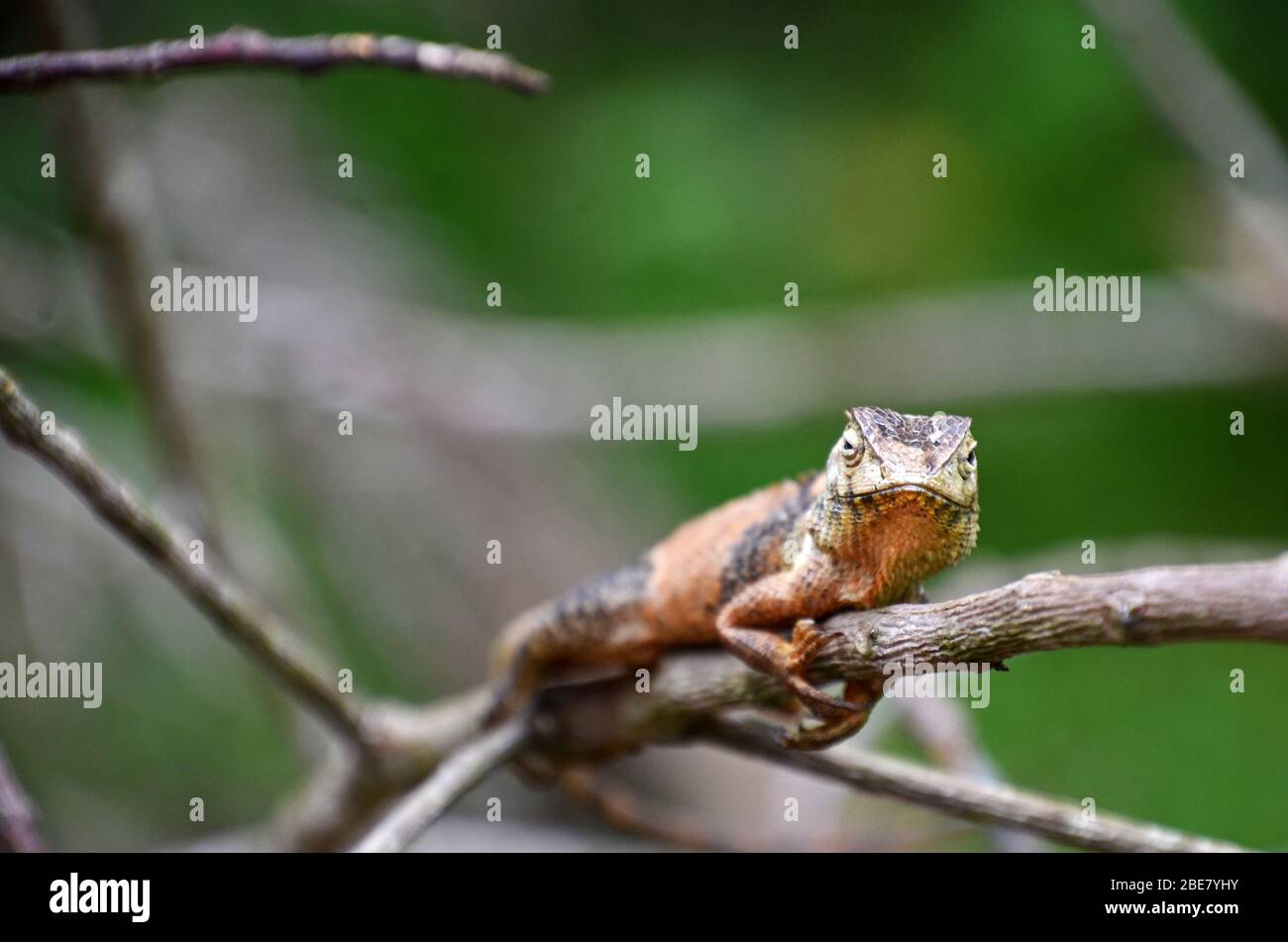 Oriental garden lizard (Calotes versicolor) on a branch at Chi Phat in ...