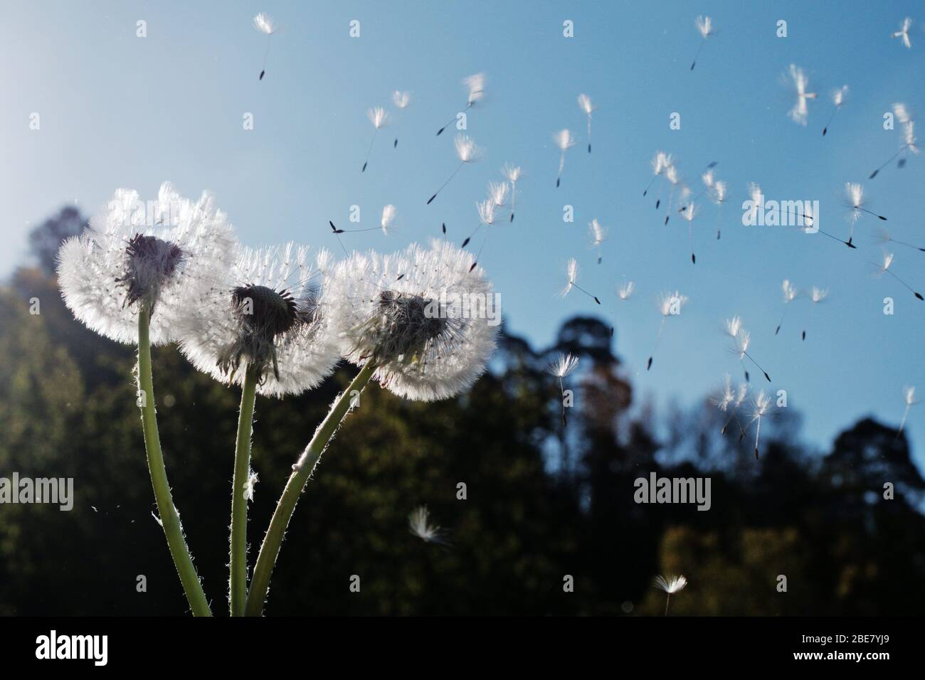 Dandelion seeds starting to fly from three dandelion flowers Stock ...