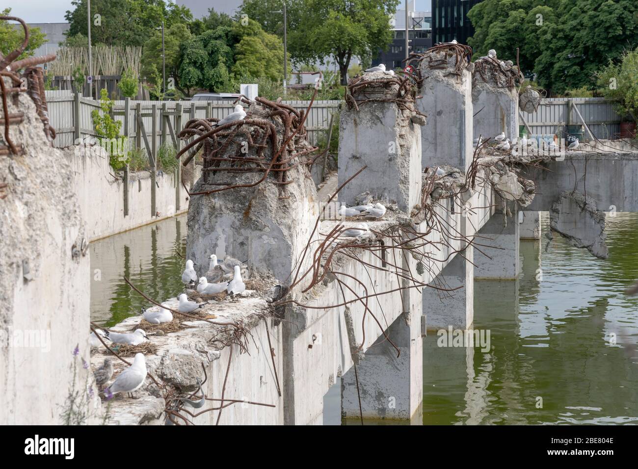 cityscape with Black-billed gulls at flooded ruins of collapsed ...