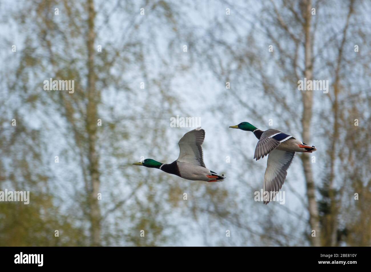 two male mallards flying side by side Stock Photo - Alamy