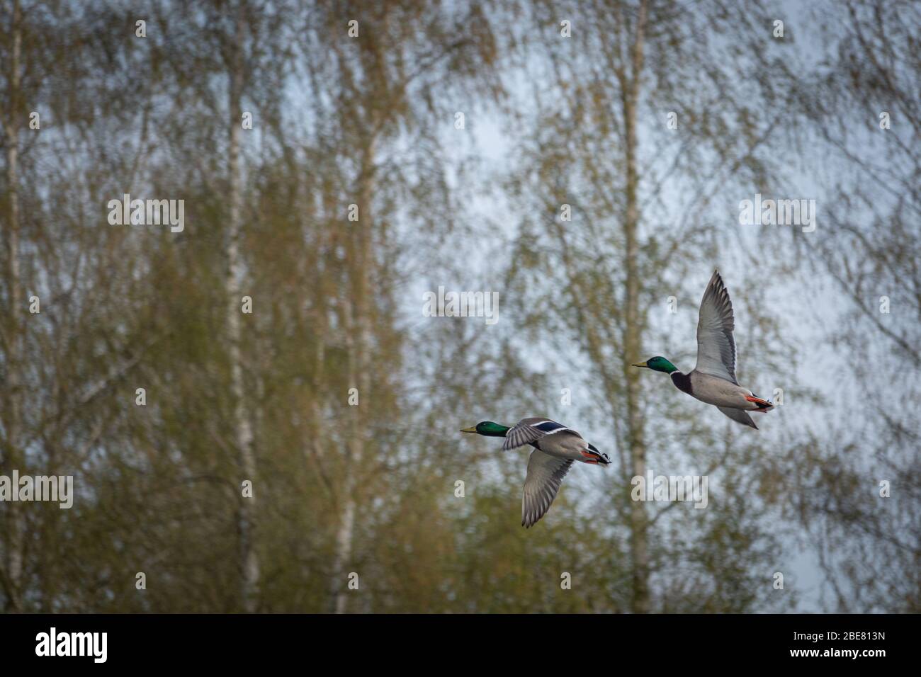 Two male and one female mallards hi-res stock photography and images ...