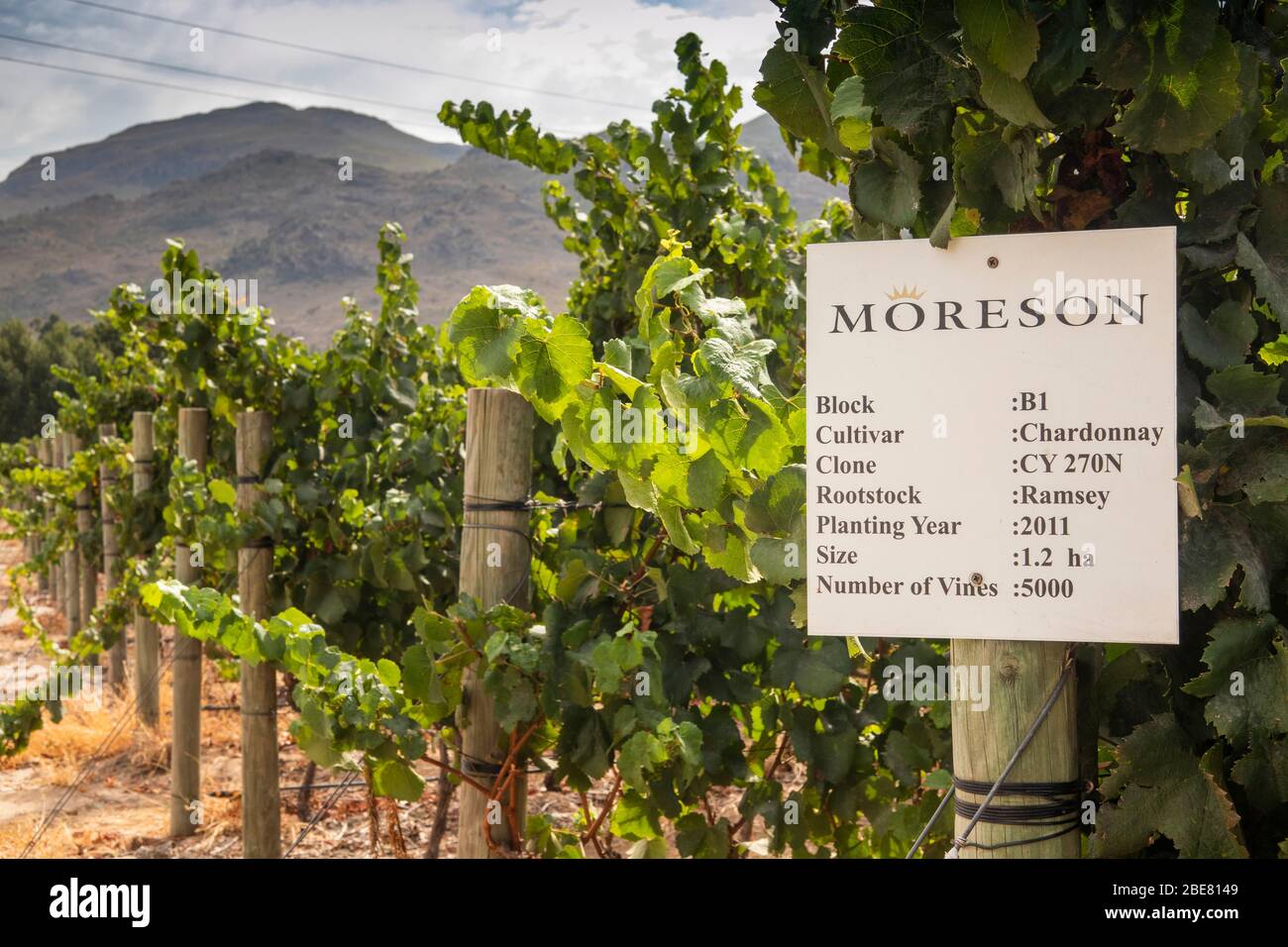 Moreson winery hi-res stock photography and images - Alamy