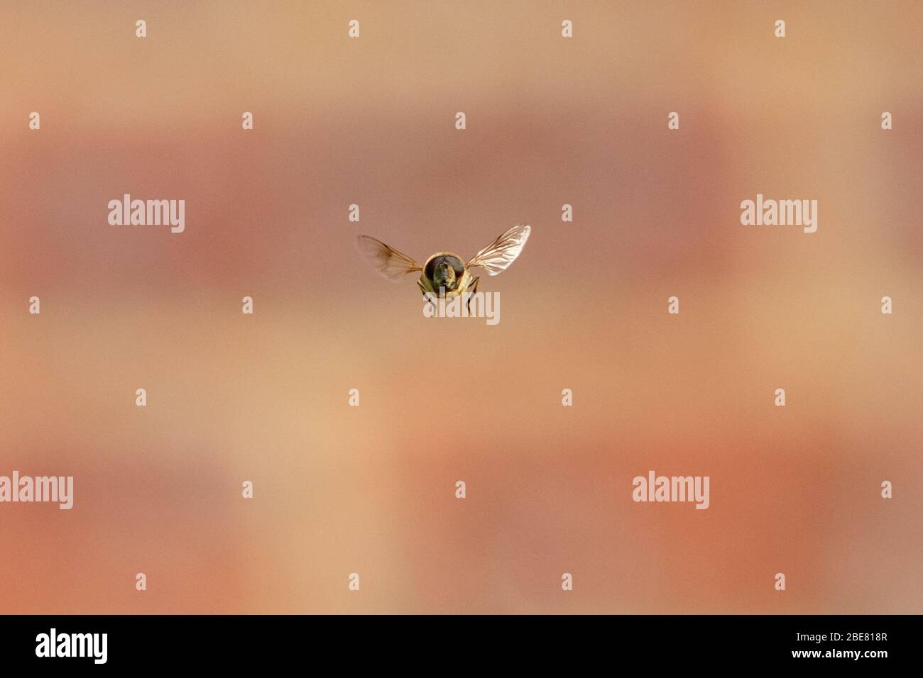 Horsefly (hybomitra bimaculata) fly in flight with soft brick copy ...