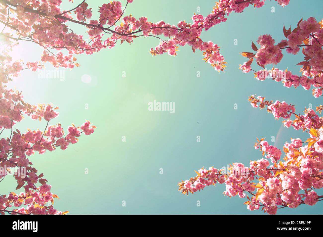Cherry trees and sky - spring dreamy background Stock Photo - Alamy