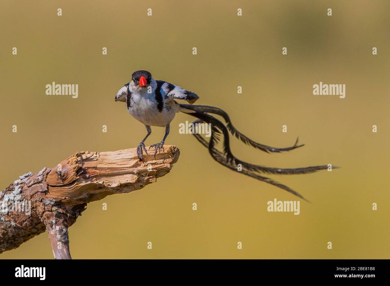 Whydah bird hi-res stock photography and images - Alamy
