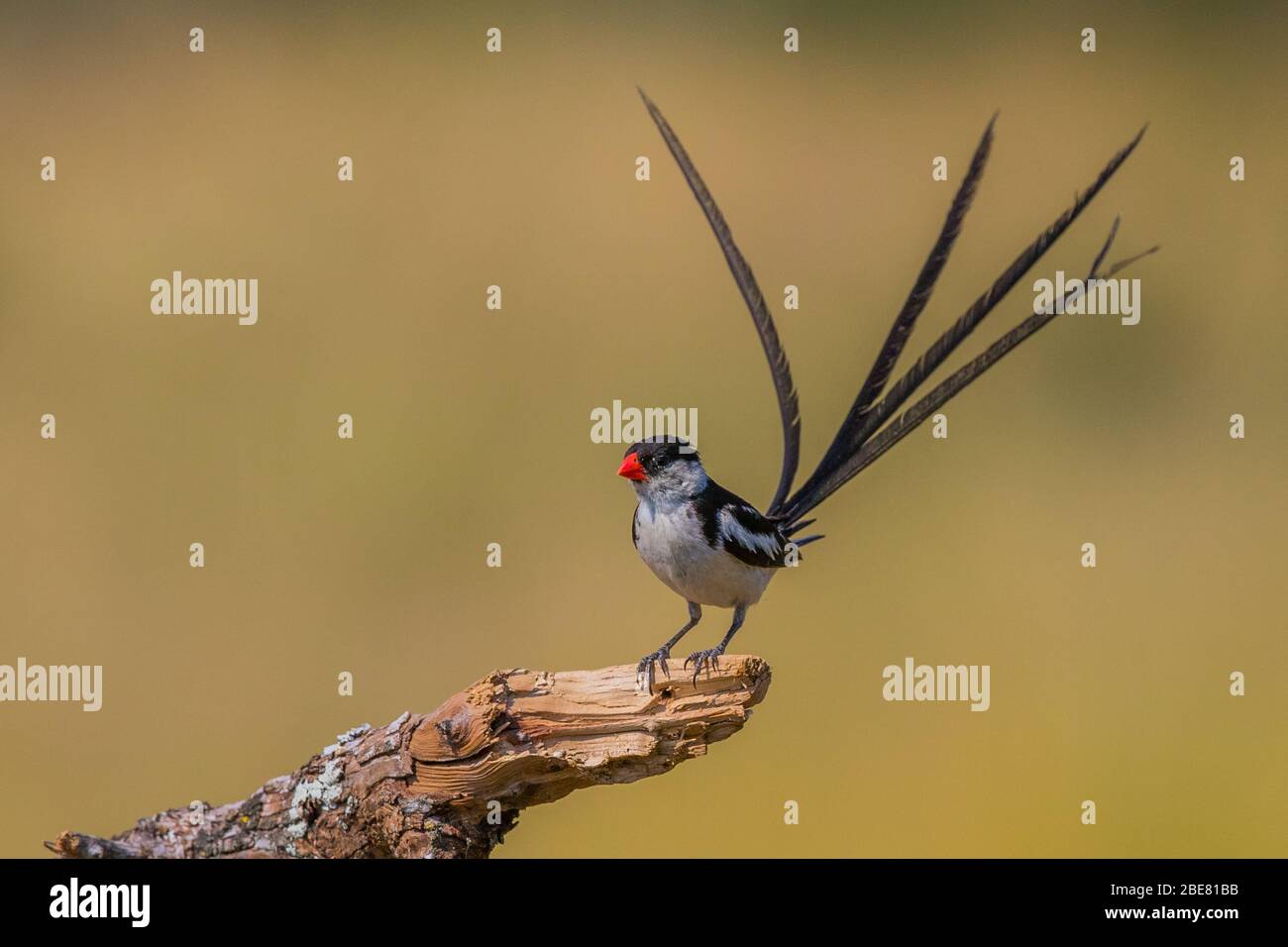 Whydah bird hi-res stock photography and images - Alamy