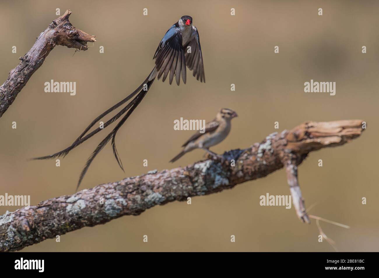 Whydah bird hi-res stock photography and images - Alamy