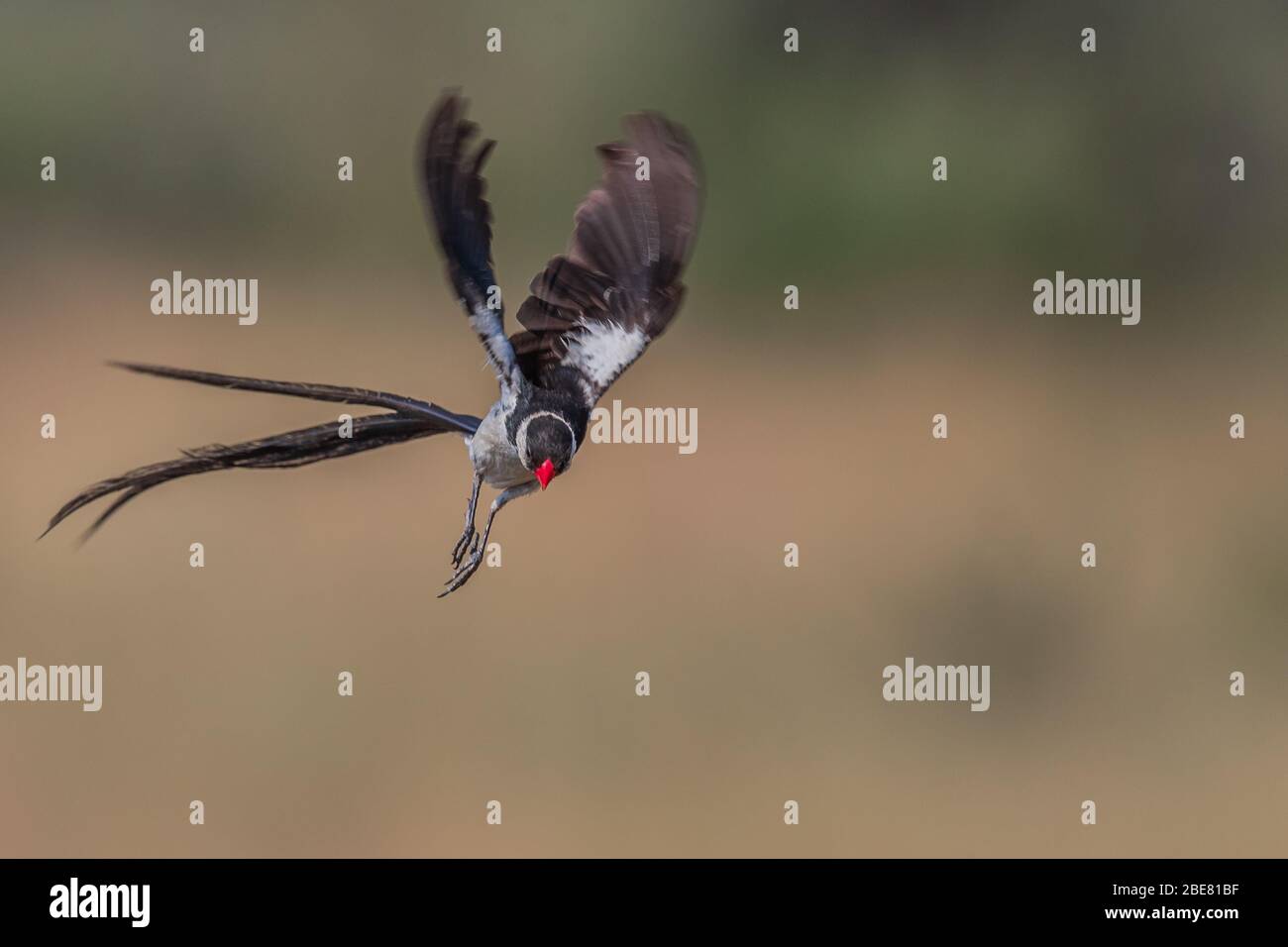 Whydah bird hi-res stock photography and images - Alamy