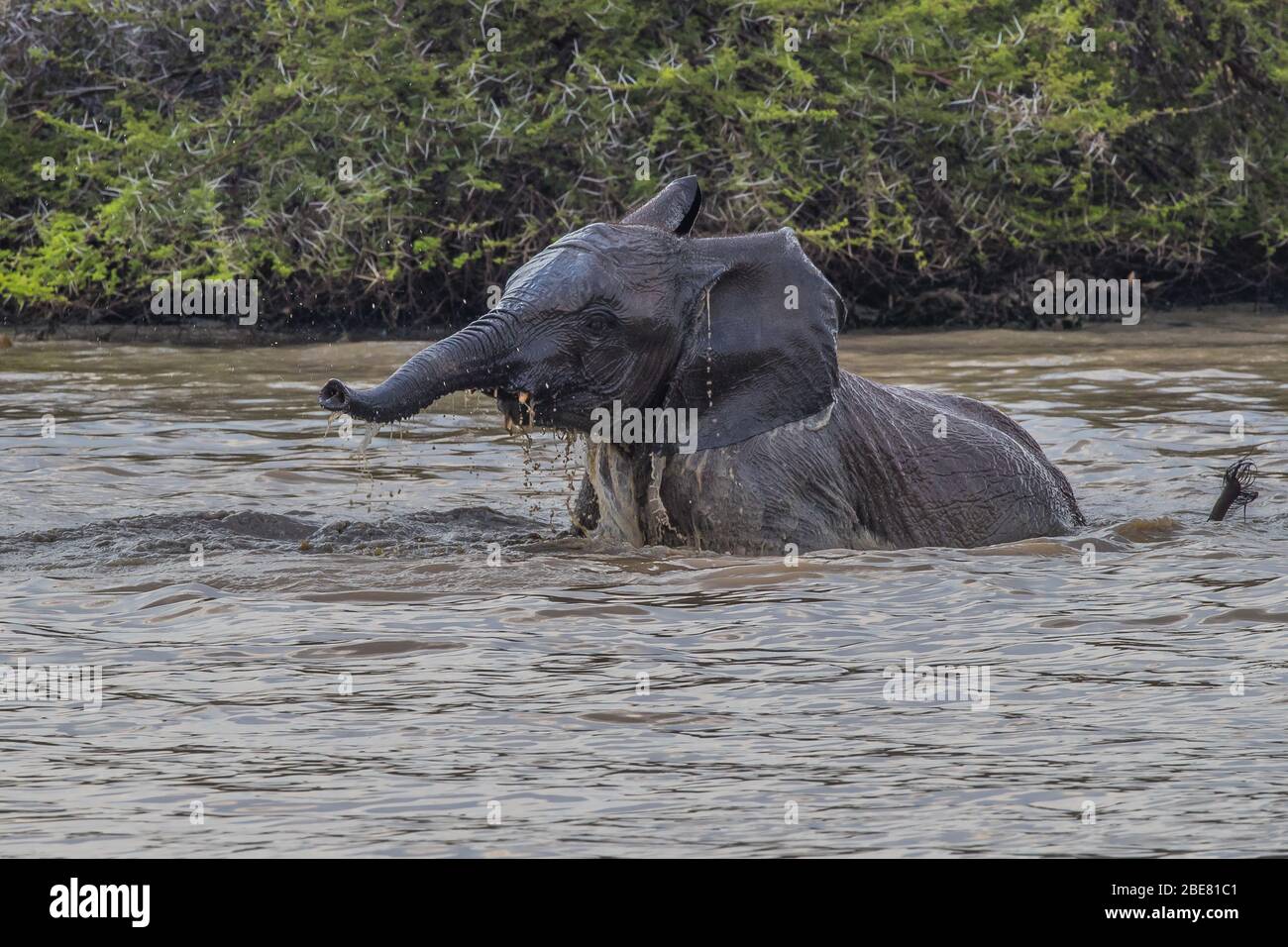 Elephant at play Stock Photo - Alamy