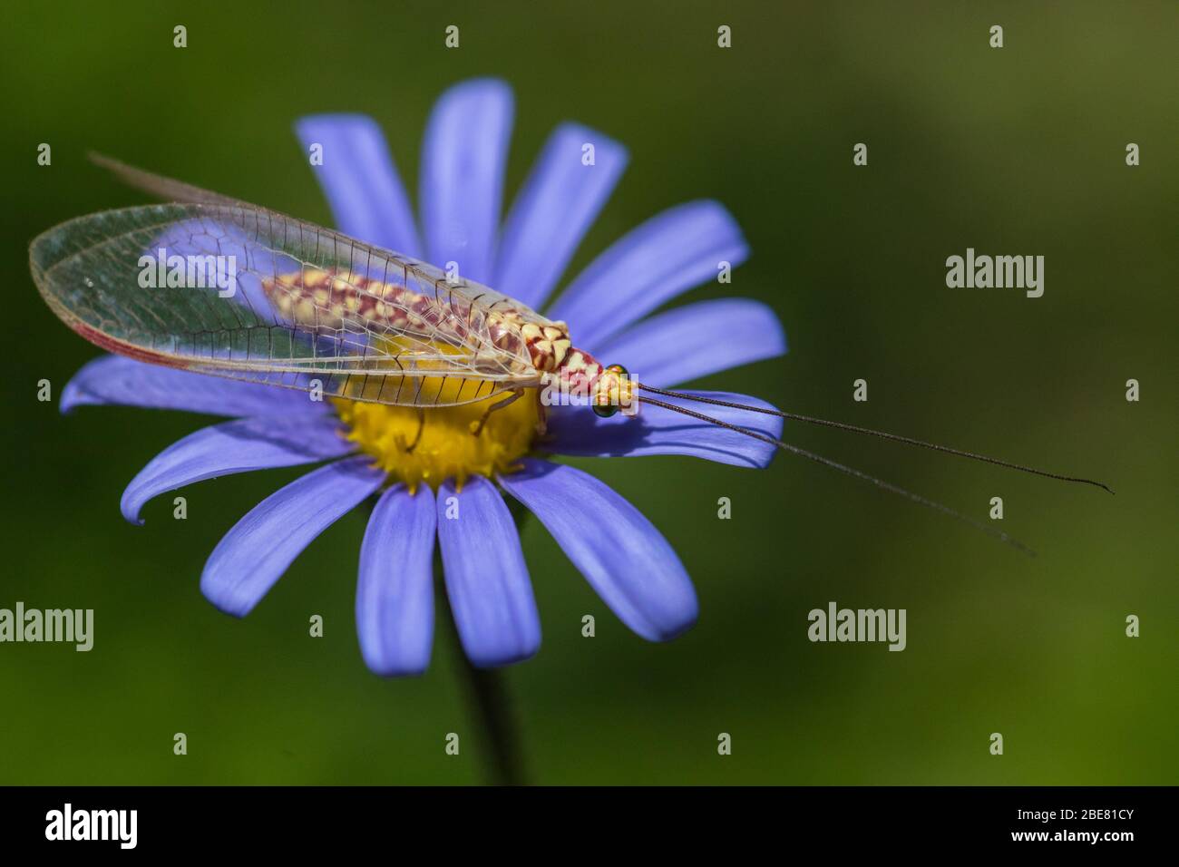 Common Lacewing in garden Stock Photo - Alamy