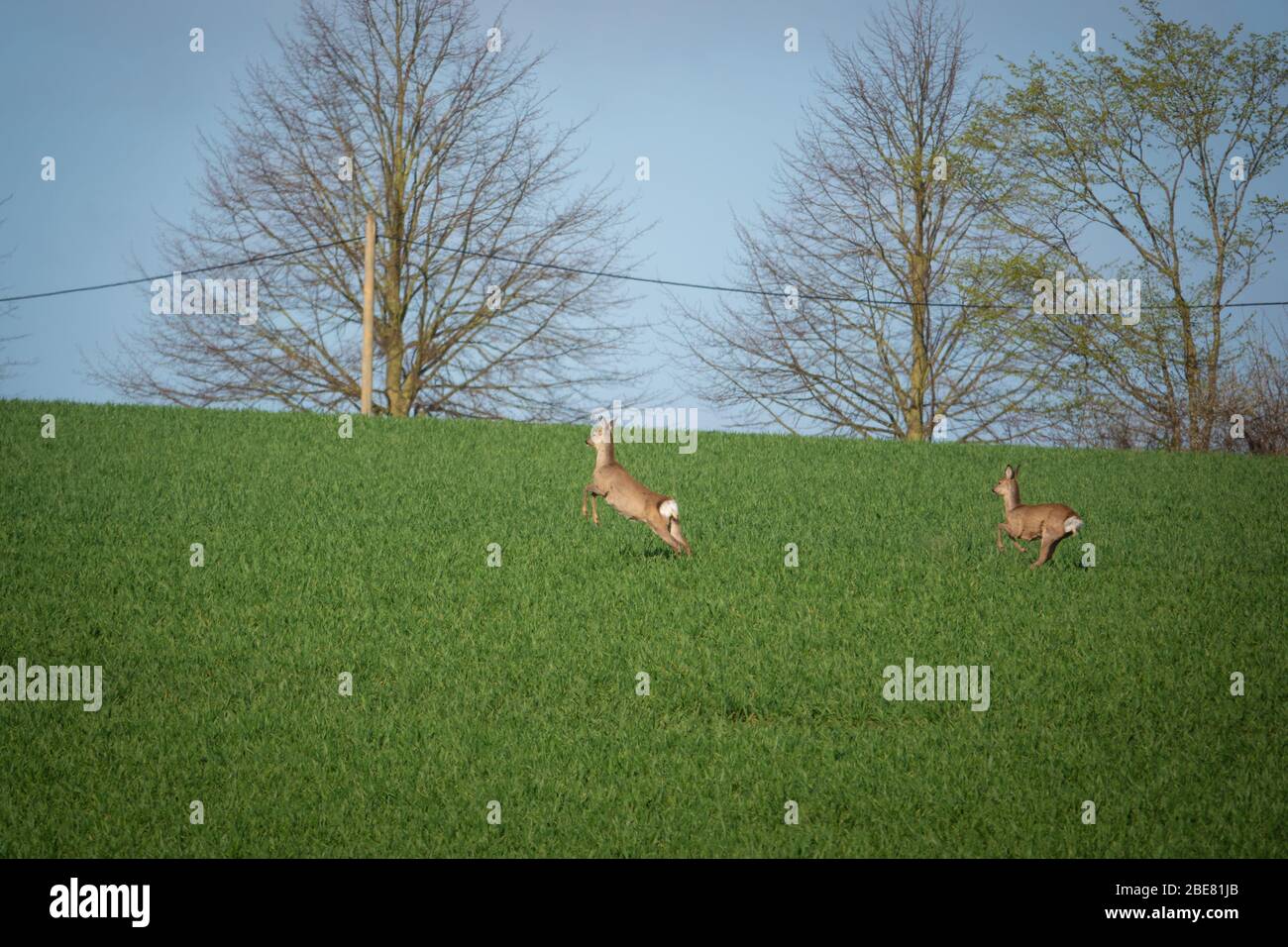 two brown deer run fast over a green field Stock Photo - Alamy