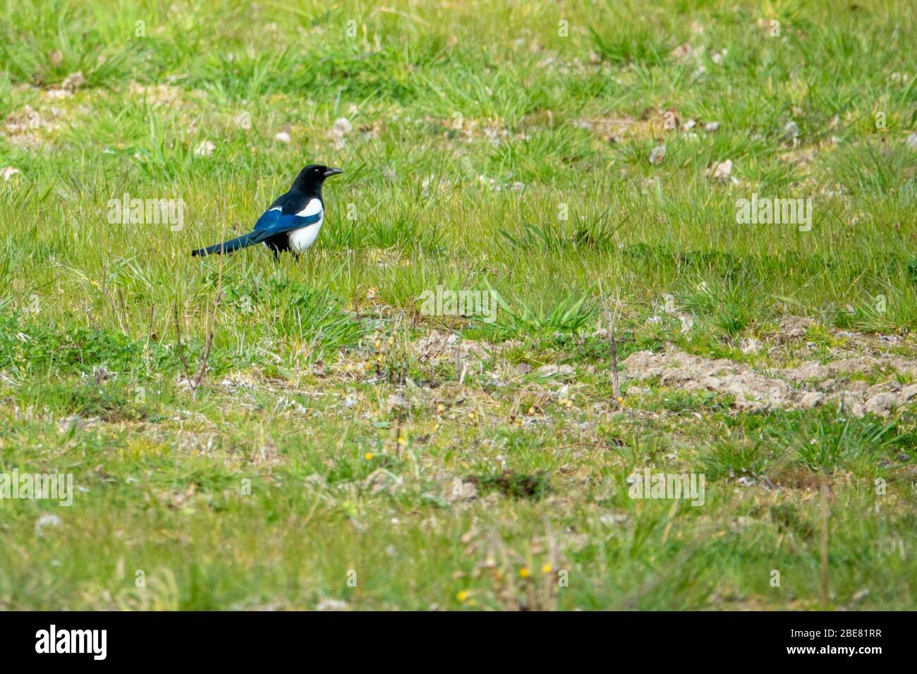 on a green meadow stands a black and white magpie Stock Photo - Alamy