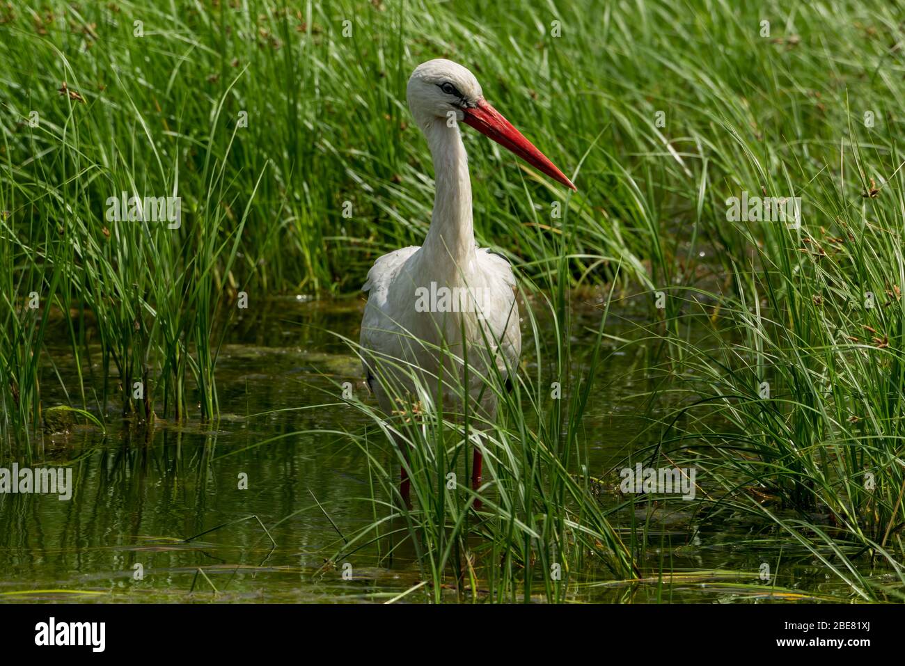 Wite stork hi-res stock photography and images - Alamy