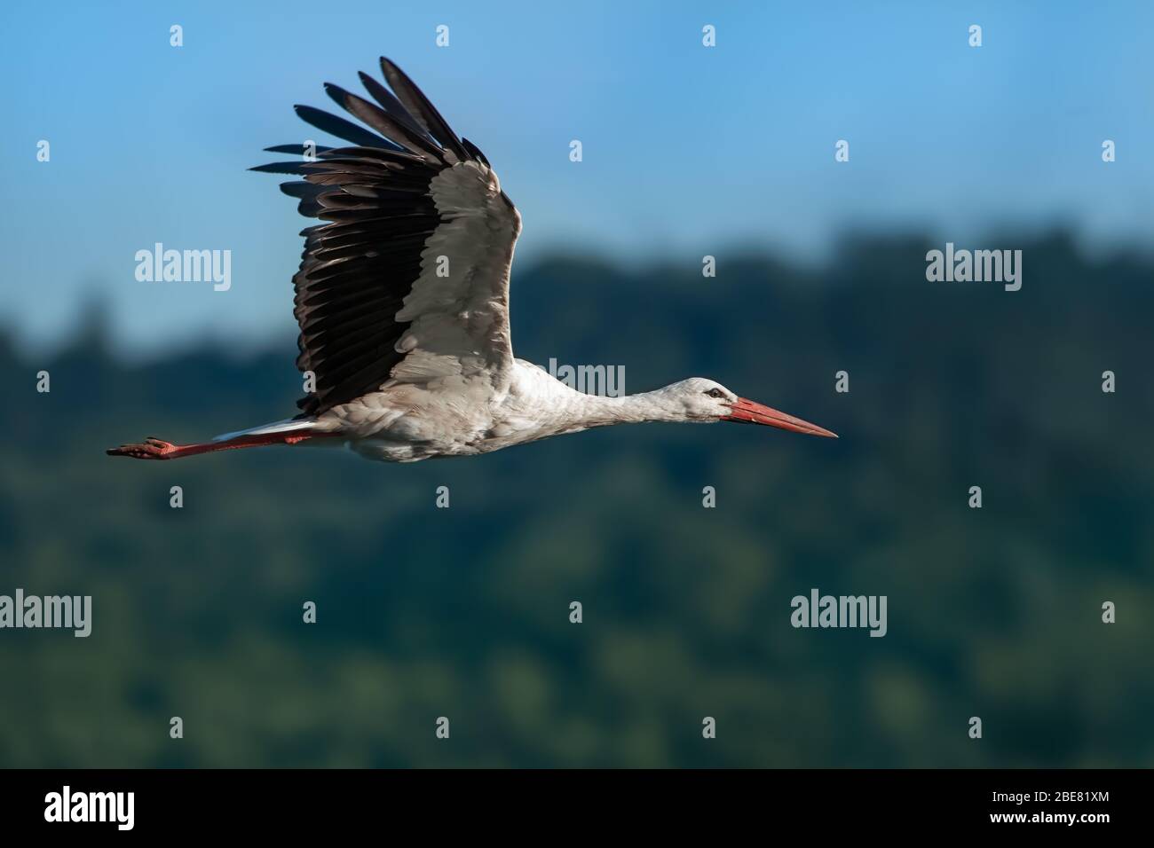 Photo of a flying stork taken against a mountain near a lake Stock ...