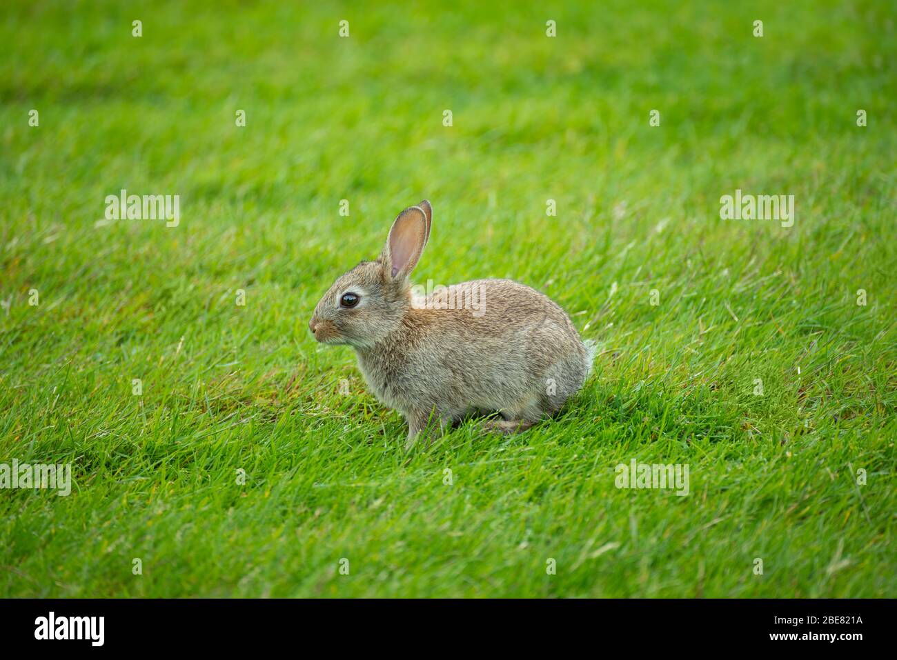 Cute little bunny on a green grass Wallpaper Stock Photo - Alamy