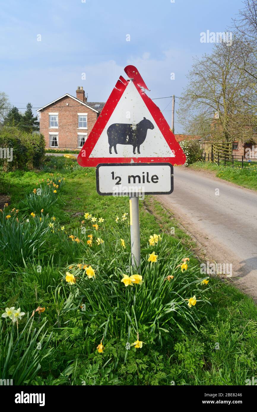 warning sign of sheep in road ahead by farmyard york yorkshire united ...