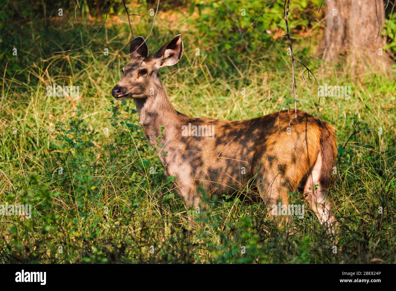 Female blue bull or nilgai - Asian antelope standing in Ranthambore ...