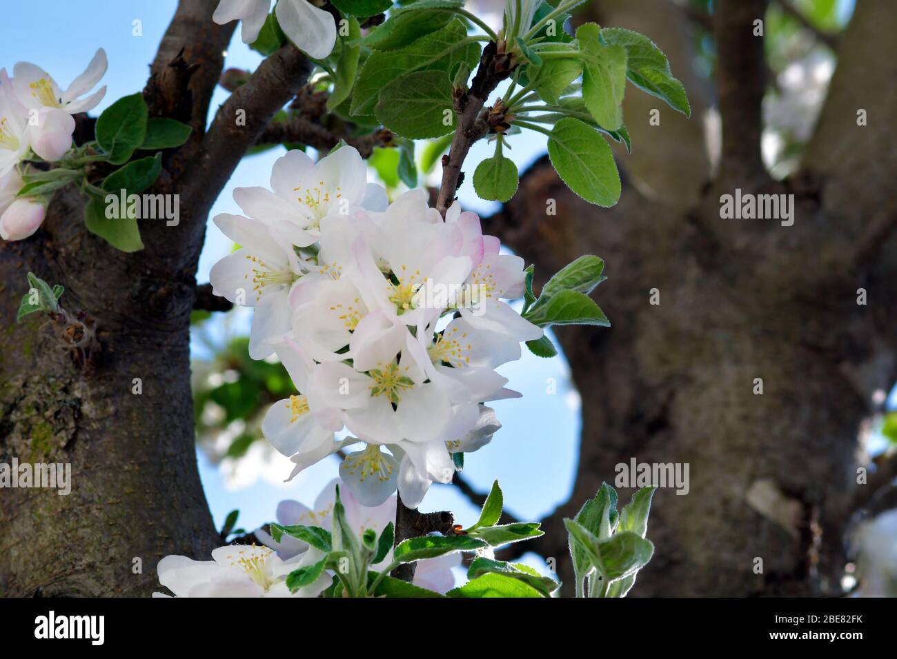 flowering apple tree Stock Photo - Alamy