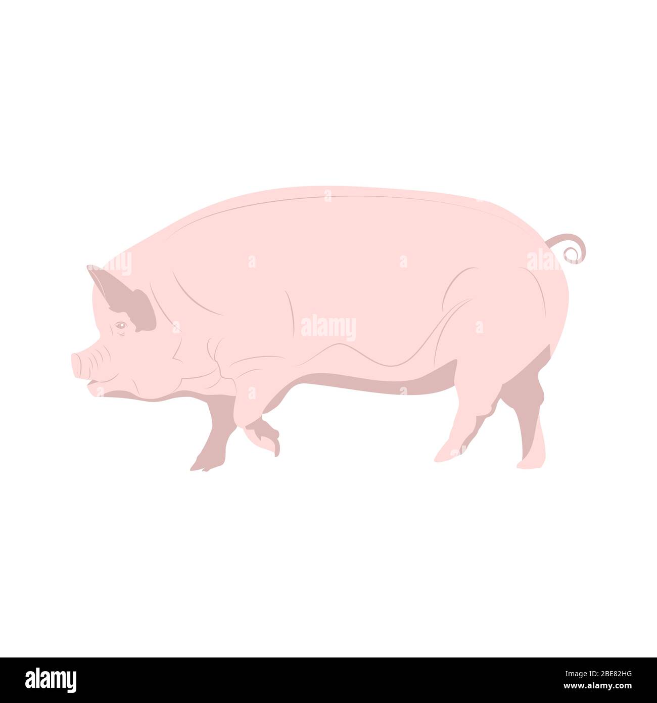Realistic pig illustration Cut Out Stock Images & Pictures - Alamy