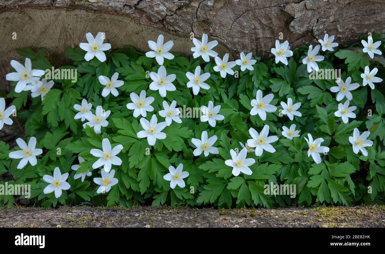 Blooming wood anemones between two tree trunks Stock Photo - Alamy