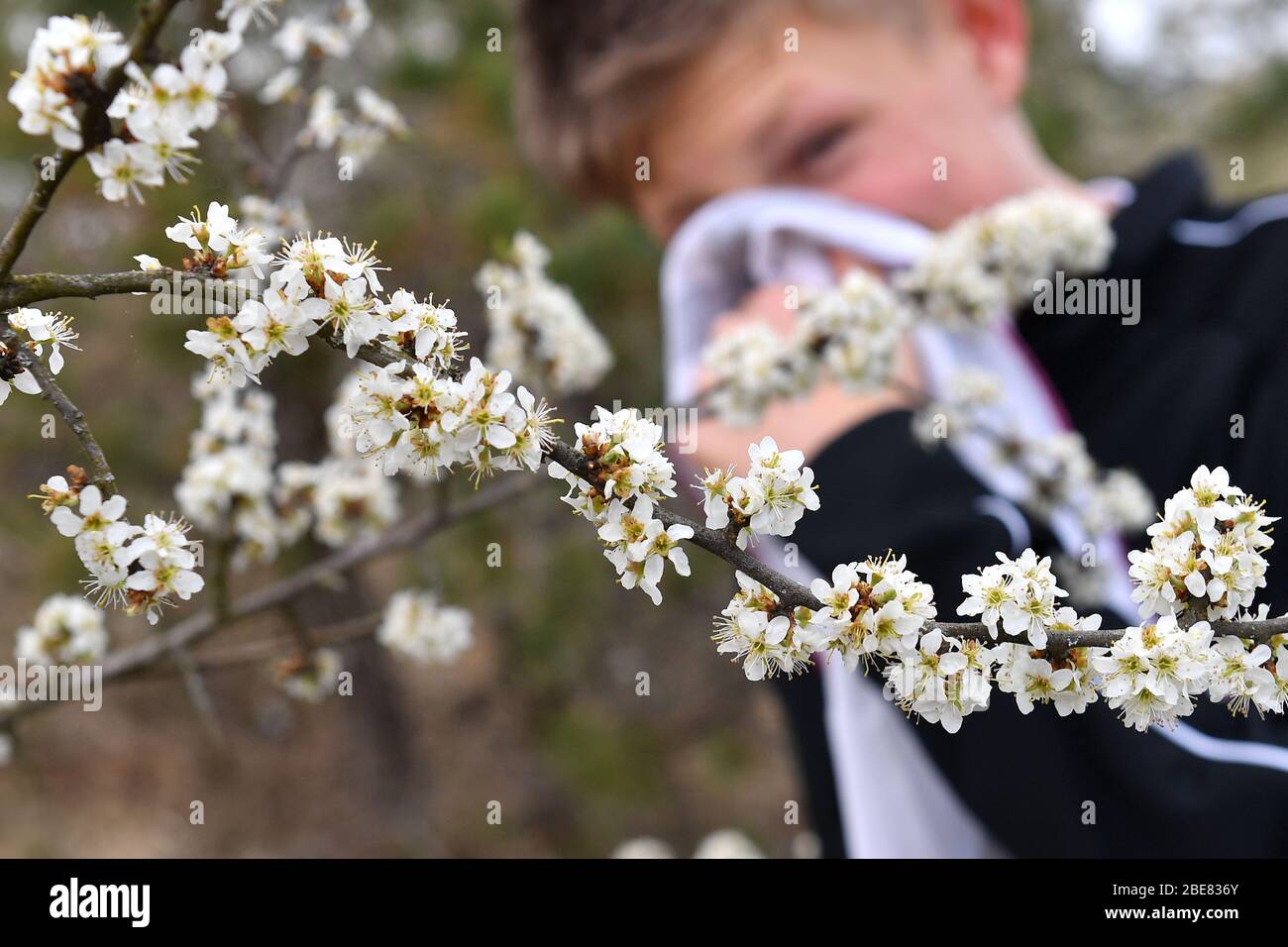 Munich, Deutschland. 13th Apr, 2020. Thematic picture pollen allergy ...