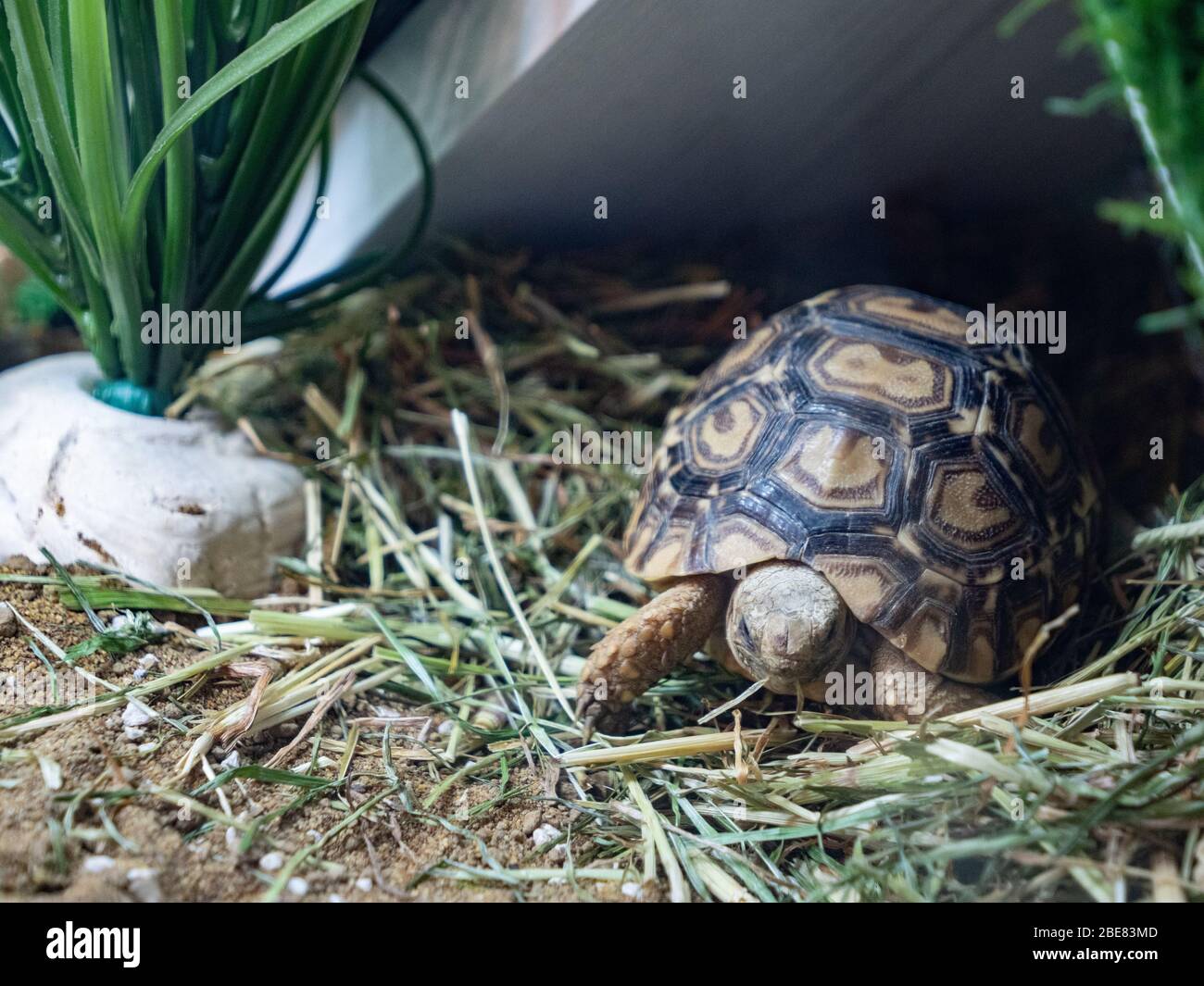 A cute pet leopard tortoise relaxing in its bed Stock Photo - Alamy