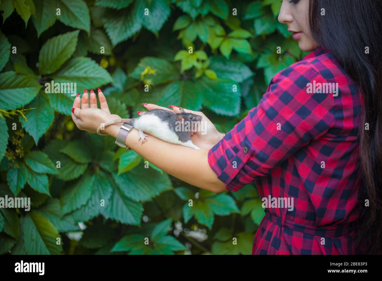 Witch conjures in the woods with a familiar. Brunette girl with a rat ...