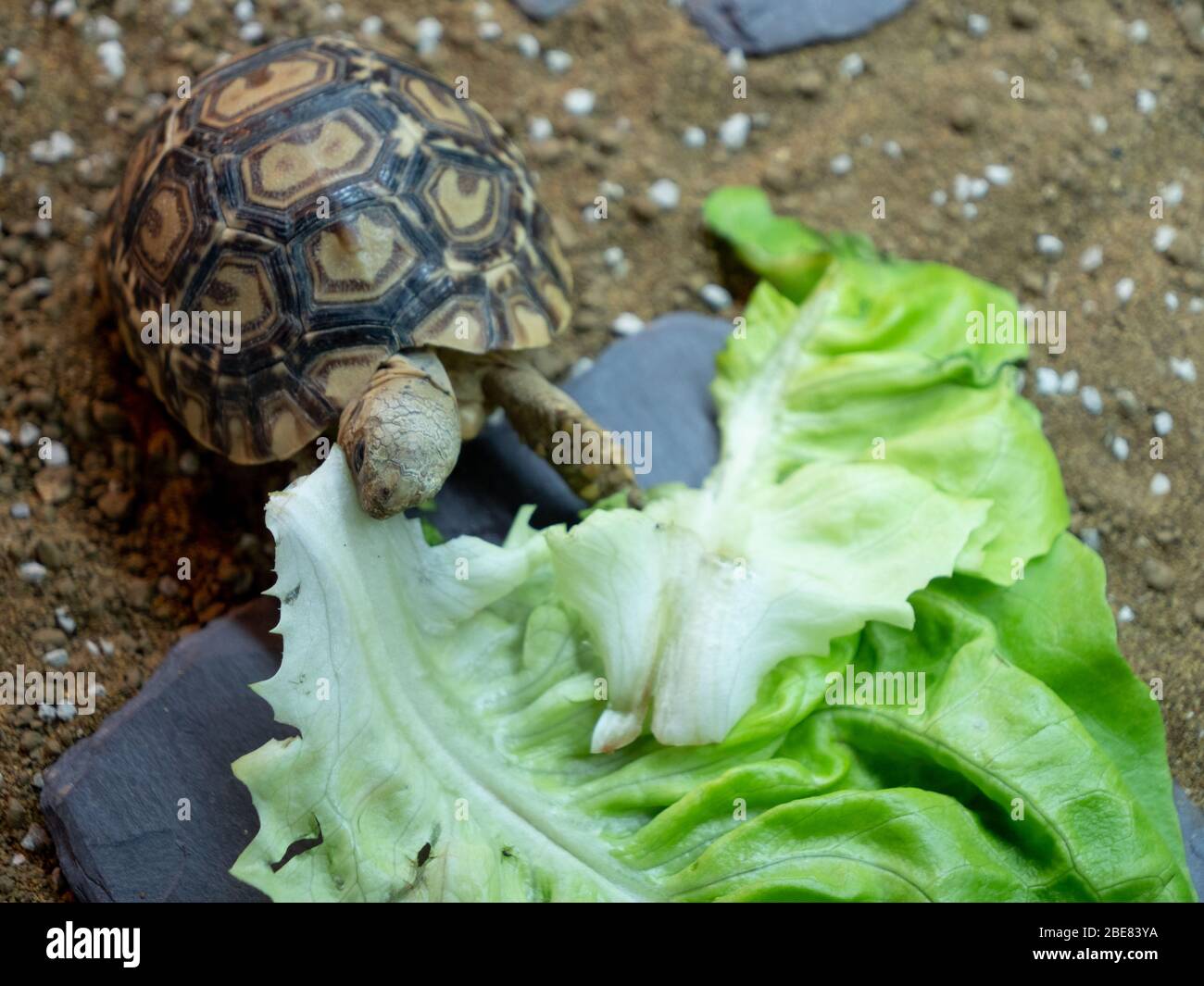 Chowing down hi-res stock photography and images - Alamy