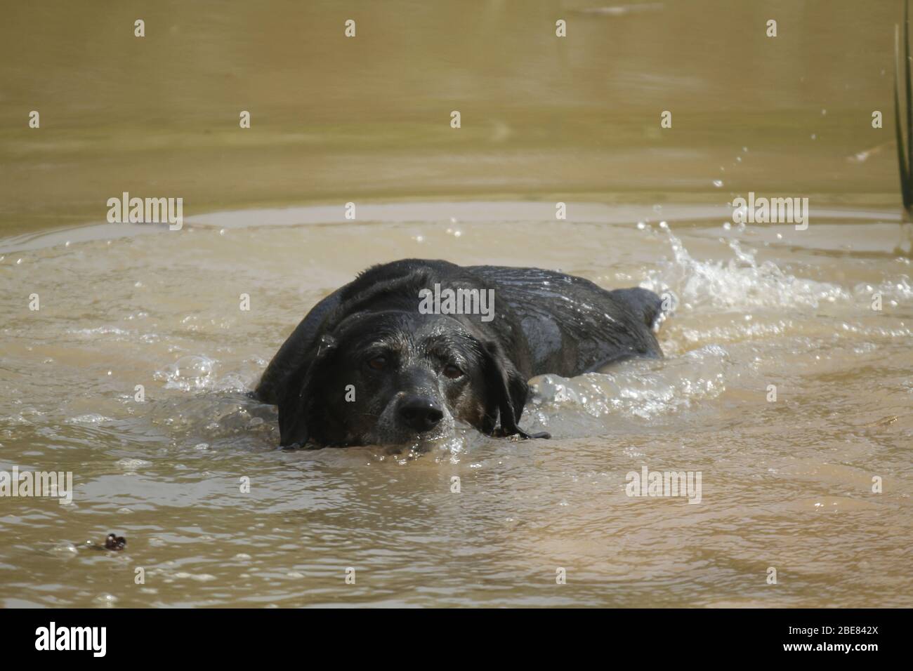 Dog shaking water off Stock Photo - Alamy