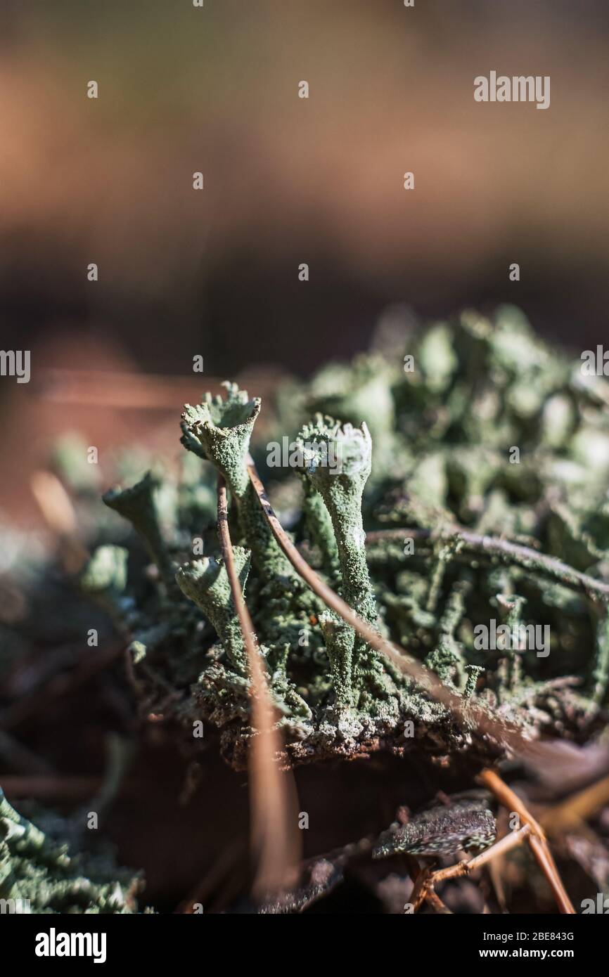 Moss colony hi-res stock photography and images - Alamy