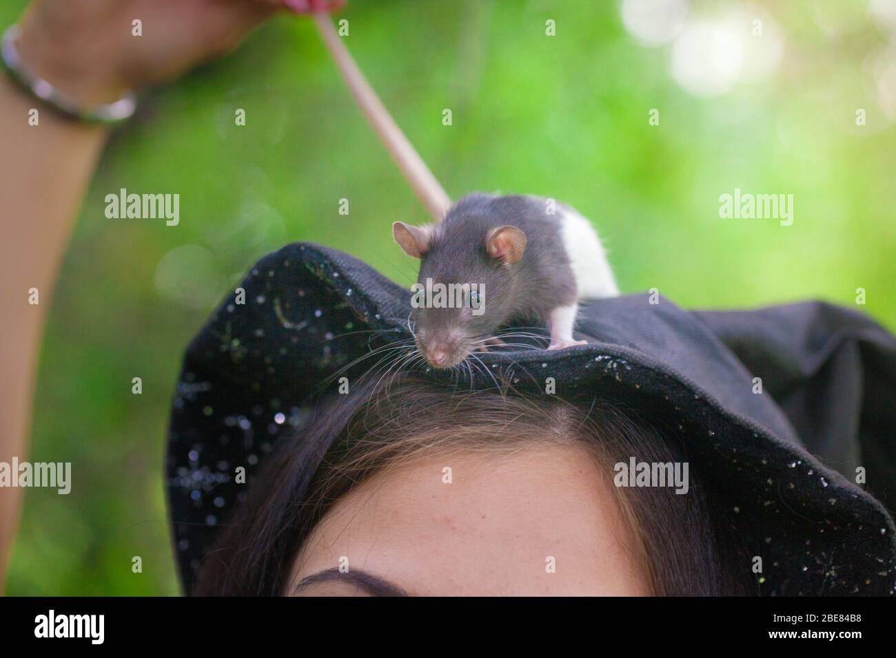 Witch conjures in the woods with a familiar. Brunette girl with a rat ...