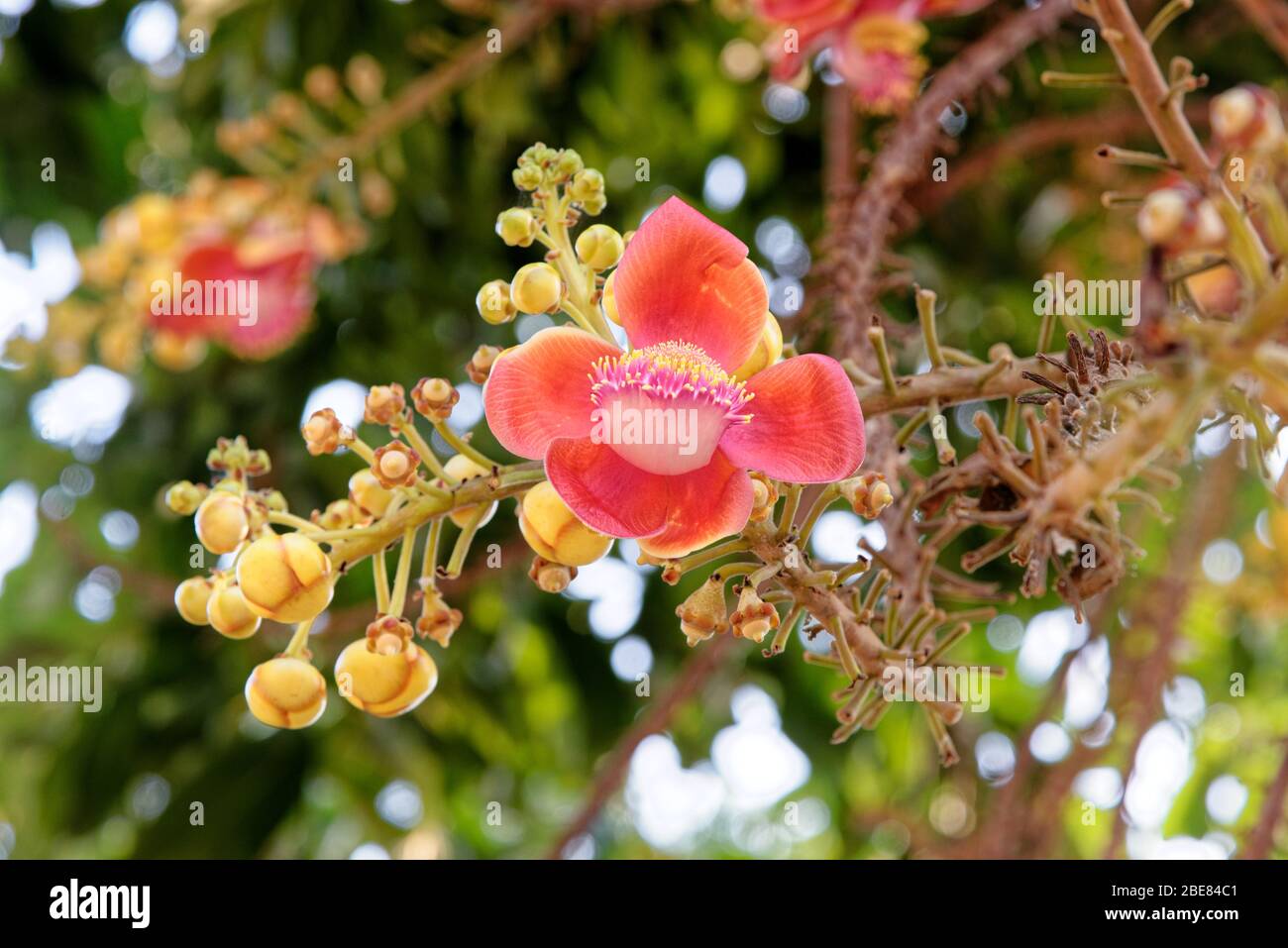 Blooming of cannon ball tree. This flower's scientific name is ...