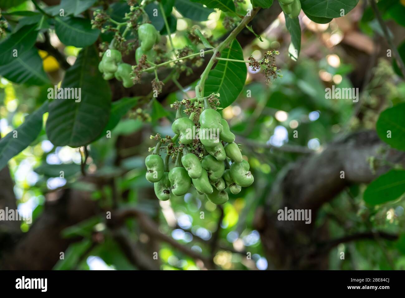 Cashew nut tree hi-res stock photography and images - Alamy