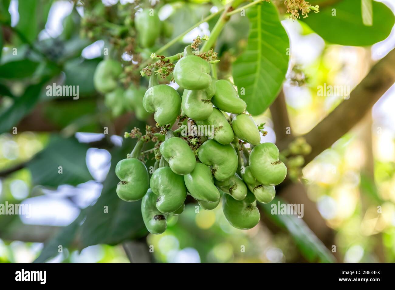 Cashew nut tree hi-res stock photography and images - Alamy
