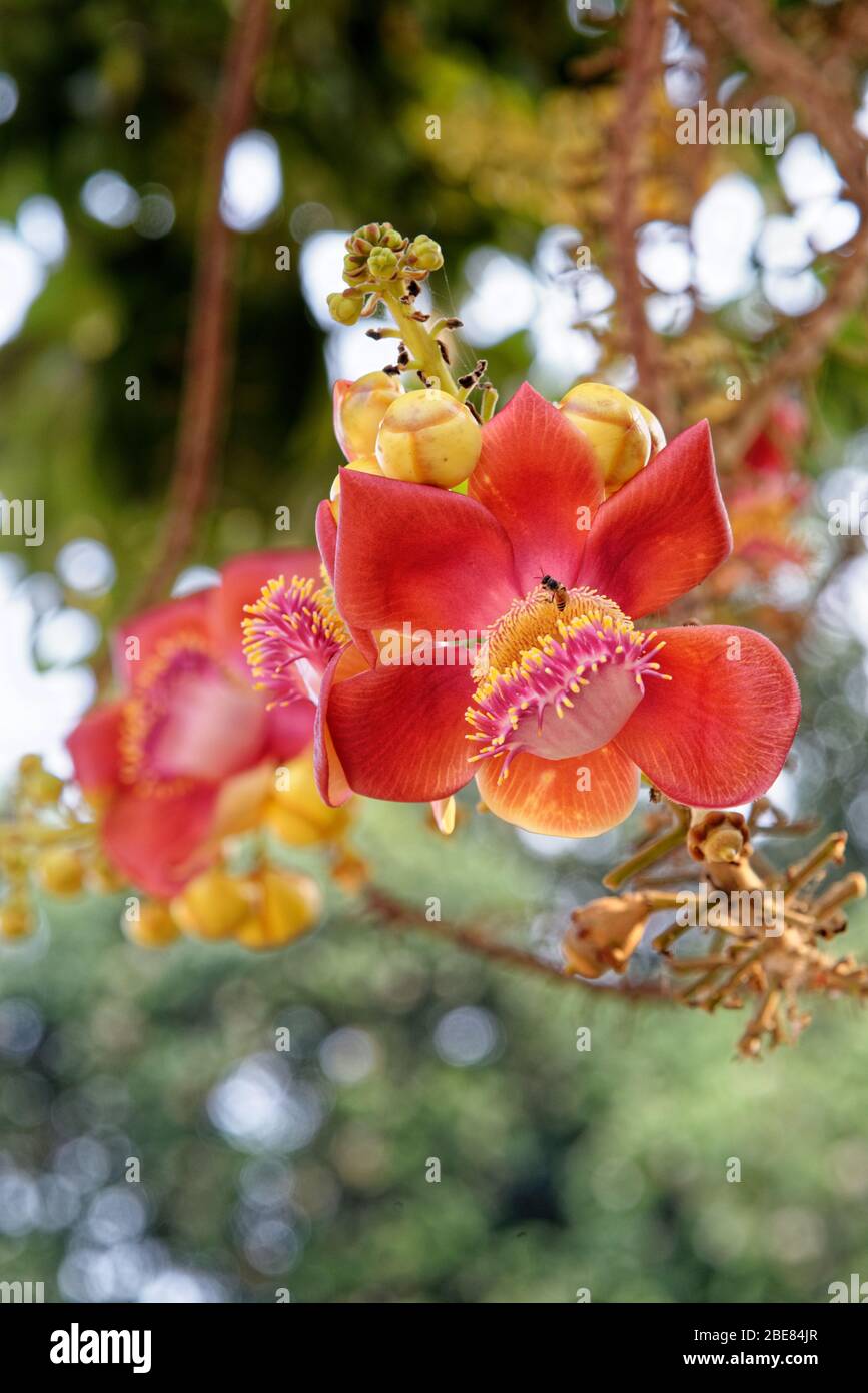 Blooming of cannon ball tree. This flower's scientific name is ...