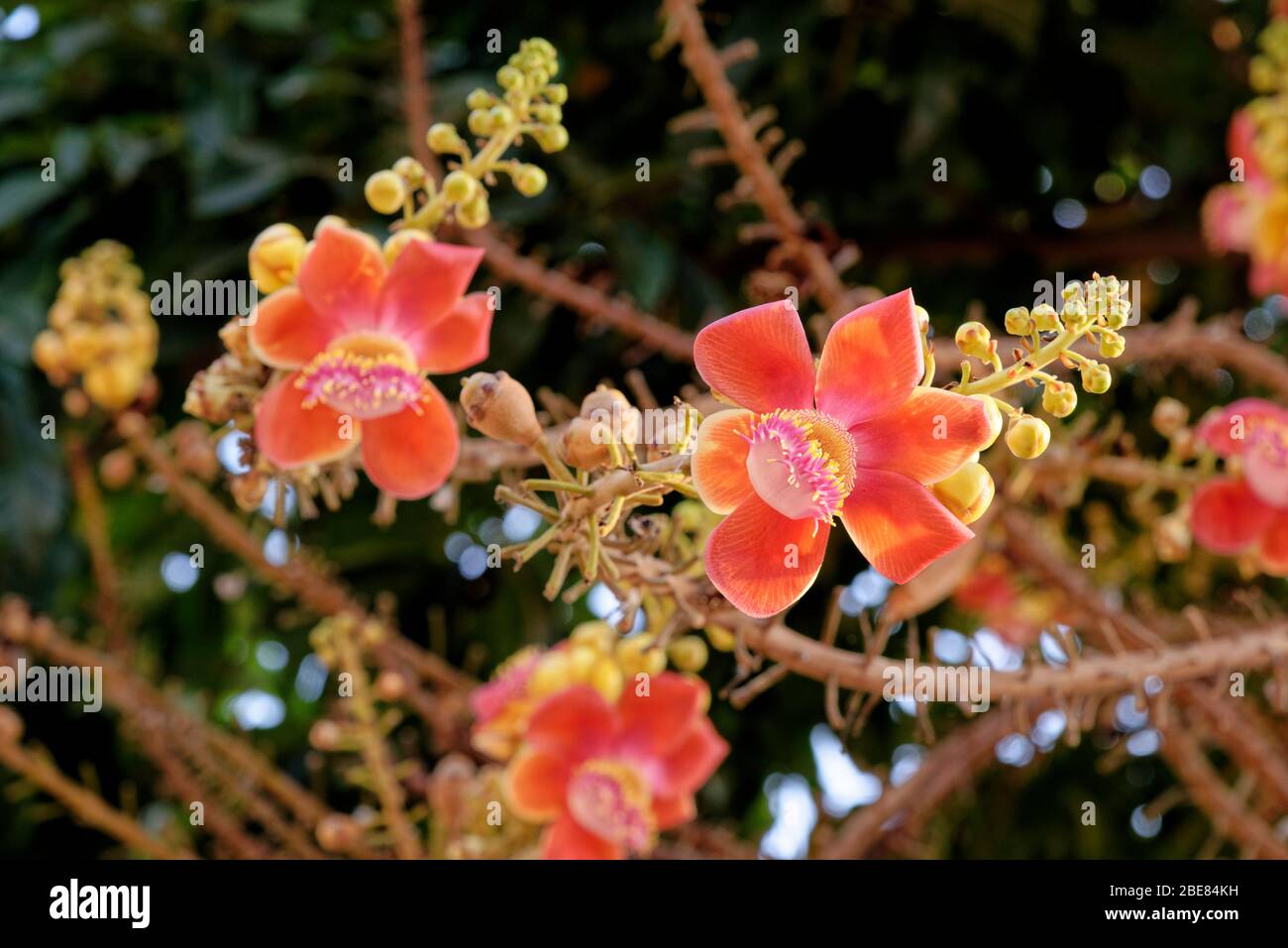 Blooming of cannon ball tree. This flower's scientific name is ...