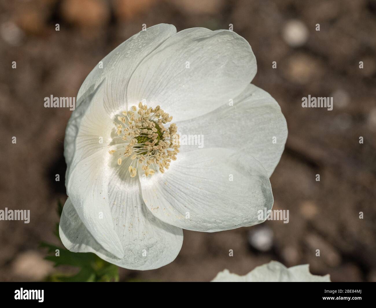 Anemone de caan flower hi-res stock photography and images - Alamy