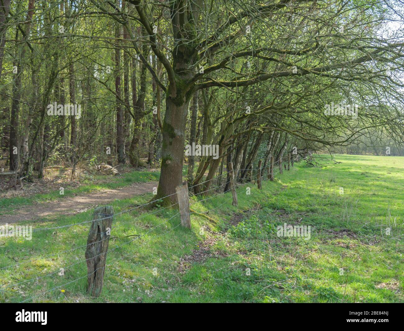 Bleeding cows hi-res stock photography and images - Alamy