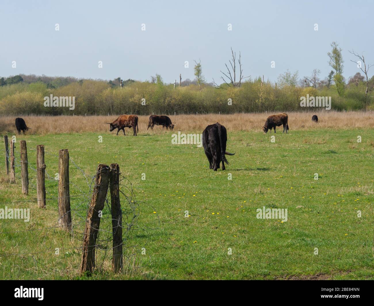 Bleeding cows hi-res stock photography and images - Alamy