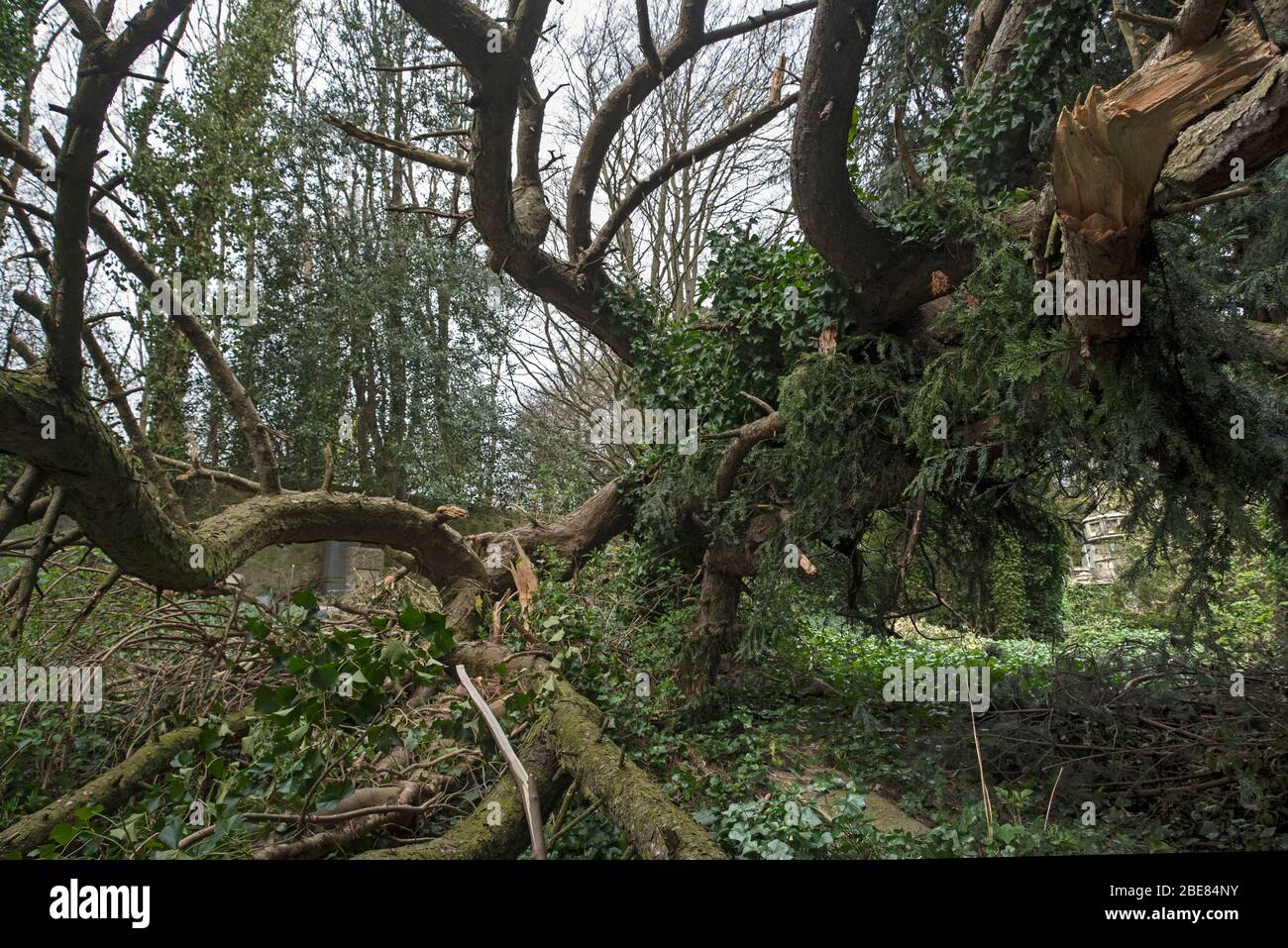 The neglected and overgrown Victorian section of Warriston Cemetery ...