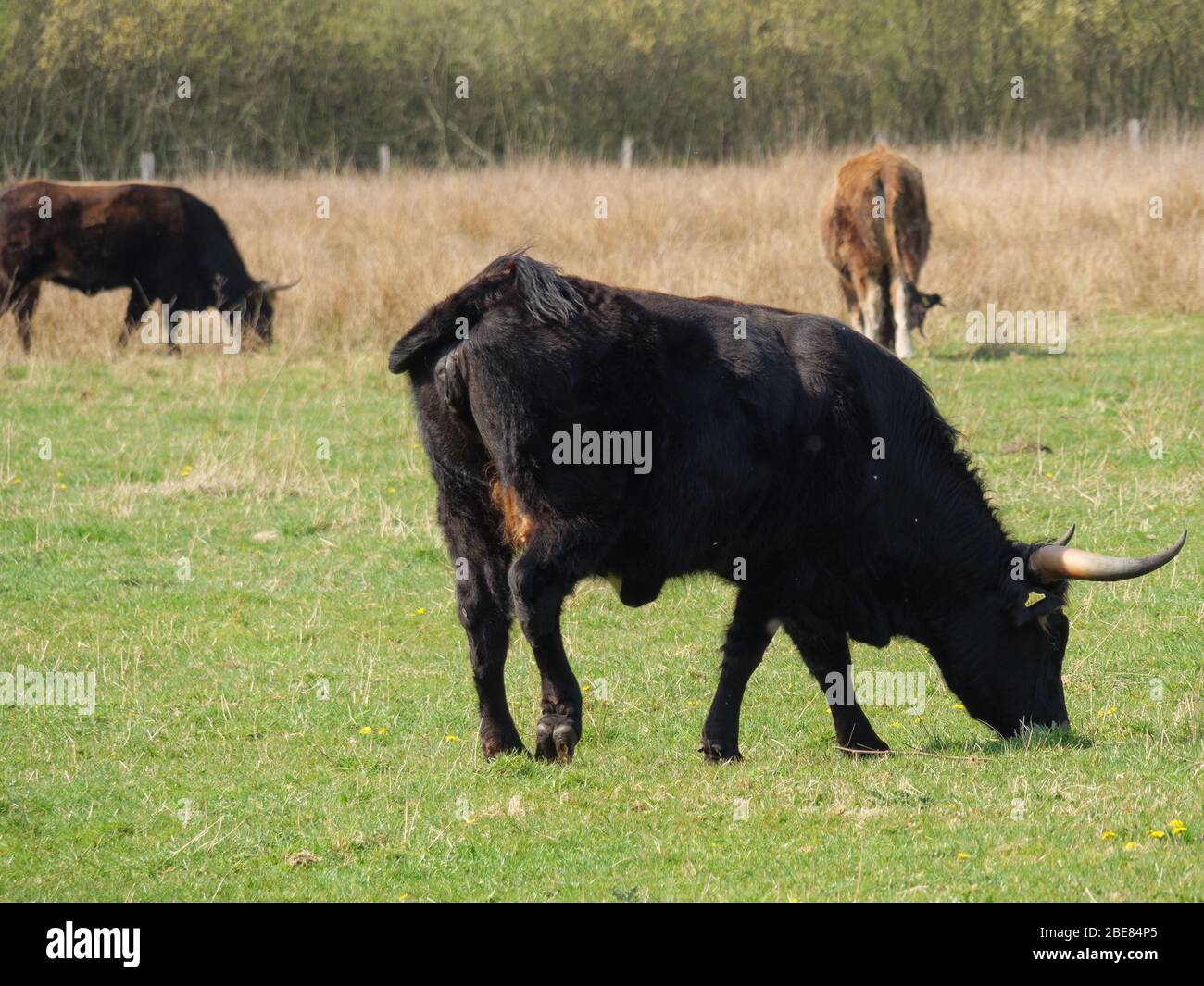 Bleeding cows hi-res stock photography and images - Alamy