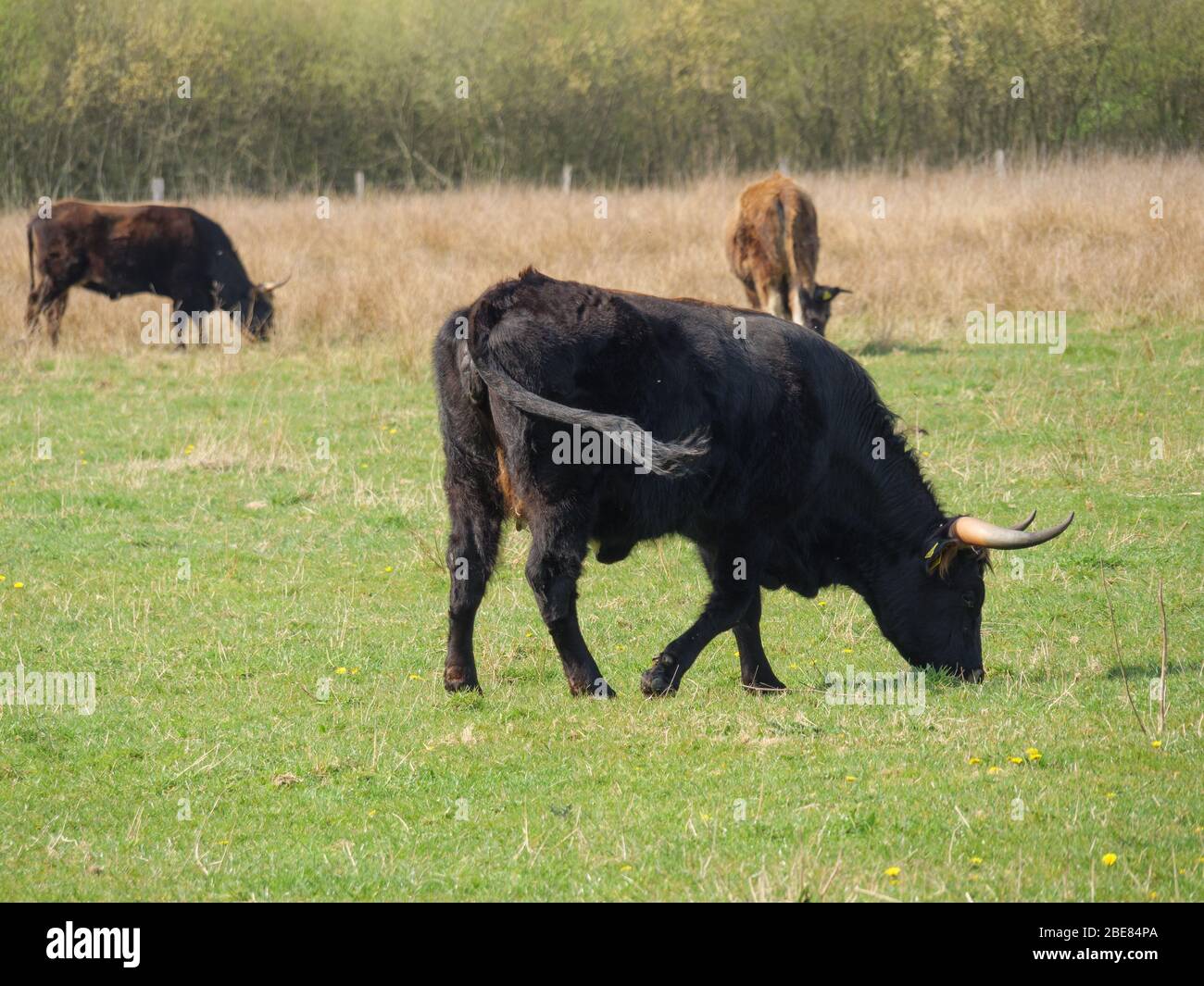 Bleeding cows hi-res stock photography and images - Alamy