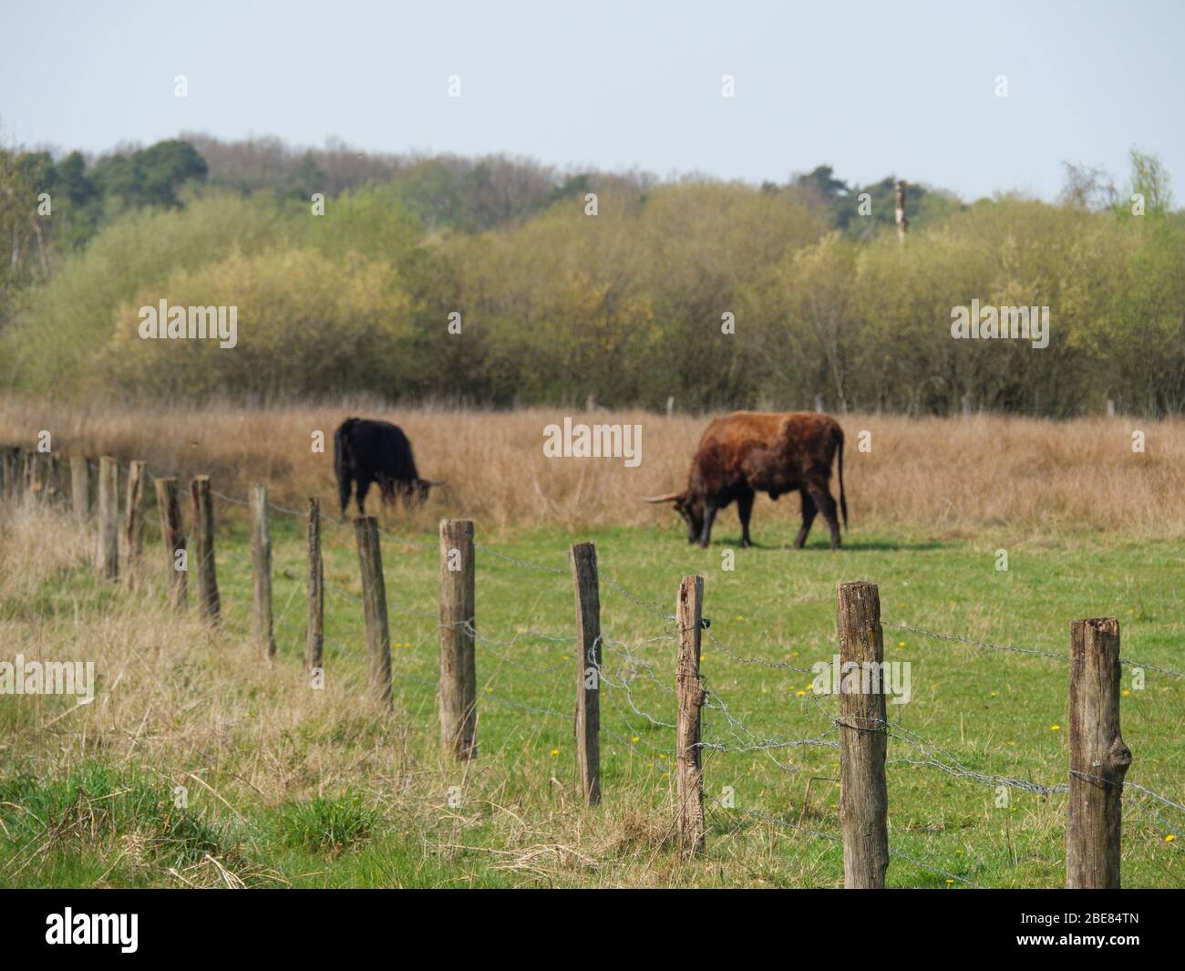 Bleeding cows hi-res stock photography and images - Alamy