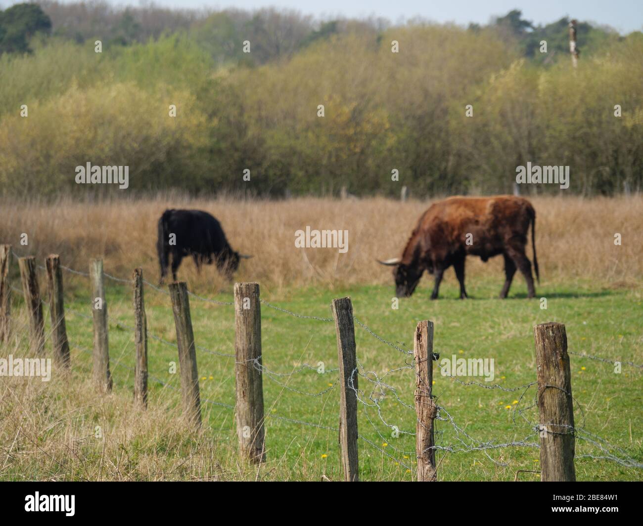 Bleeding cows hi-res stock photography and images - Alamy
