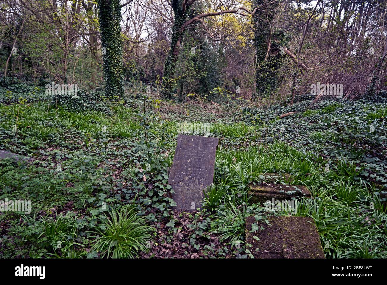 The neglected and overgrown Victorian section of Warriston Cemetery ...