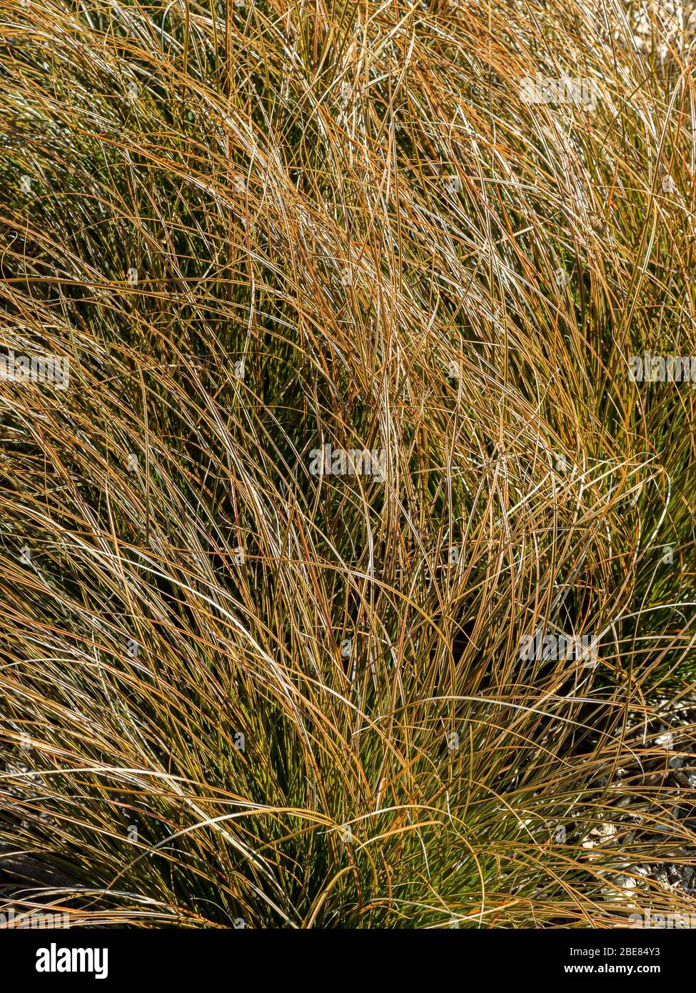 Carex Prairie Fire