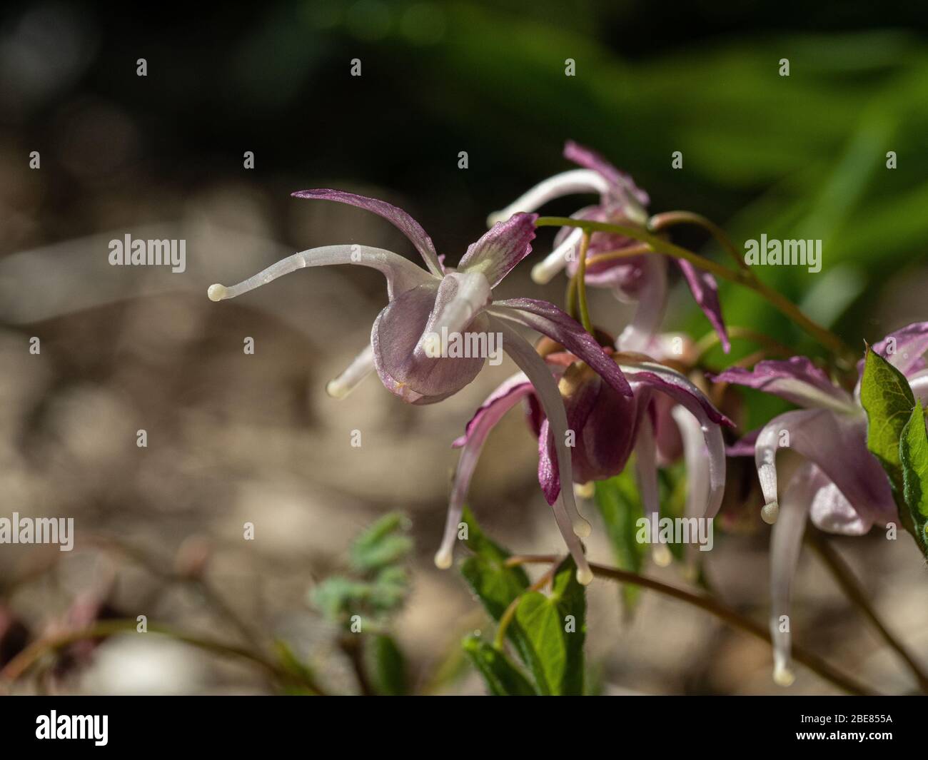 A close up of the pale mauve spider like flowers of Epimedium Buckland ...